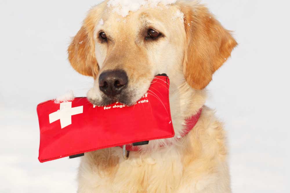 5 Things You Need to Know About Pet First Aid – Pet Lovers Palm Beach ...