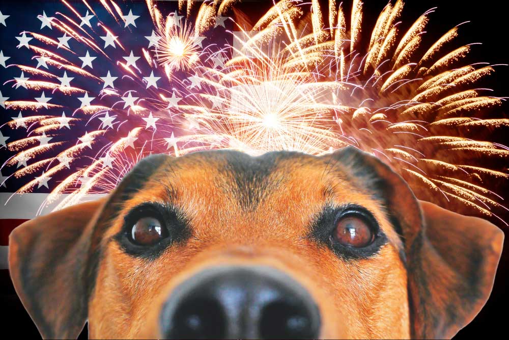 Pet Lovers Palm Beach County – Pet Friendly Palm Beach County